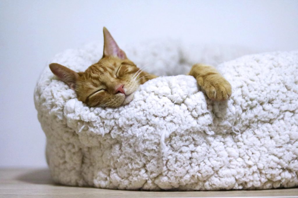 How to Adopt and Care for Your First Pet Cat - Texas CARES
